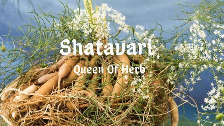Shatavari: Queen of Herbs | Uses And Benefits Of Shatavari (Asparagus)